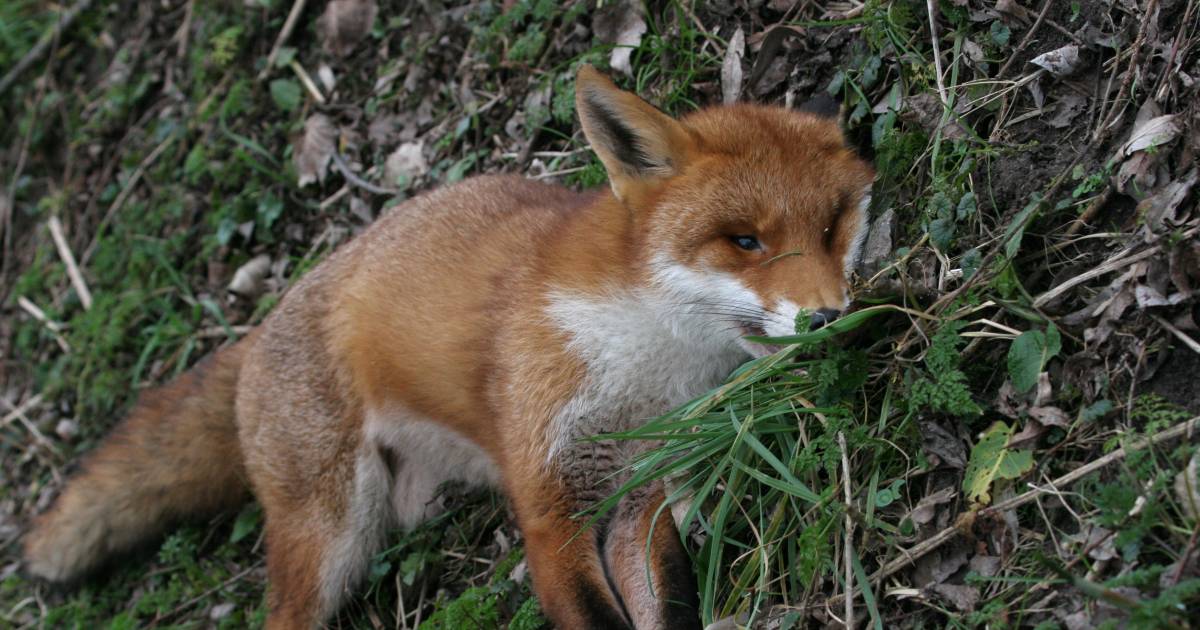 ‘Vos is vogelvrij, jagers mogen hun gang gaan’ | Dordrecht | AD.nl