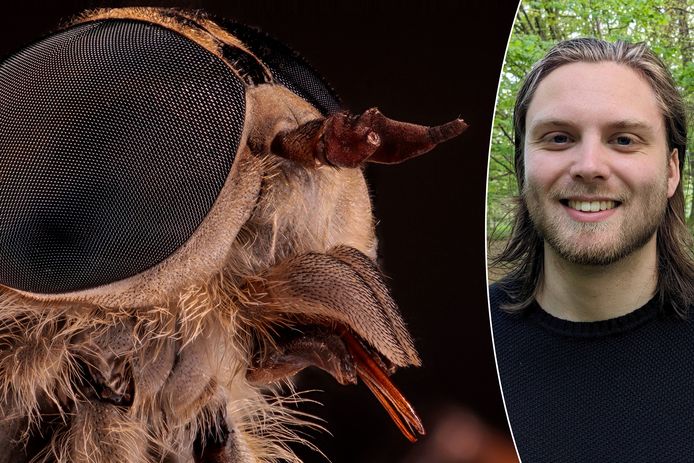 “Hij heeft geen angel, maar een snuit gevuld met mesjes”: de beet van ...