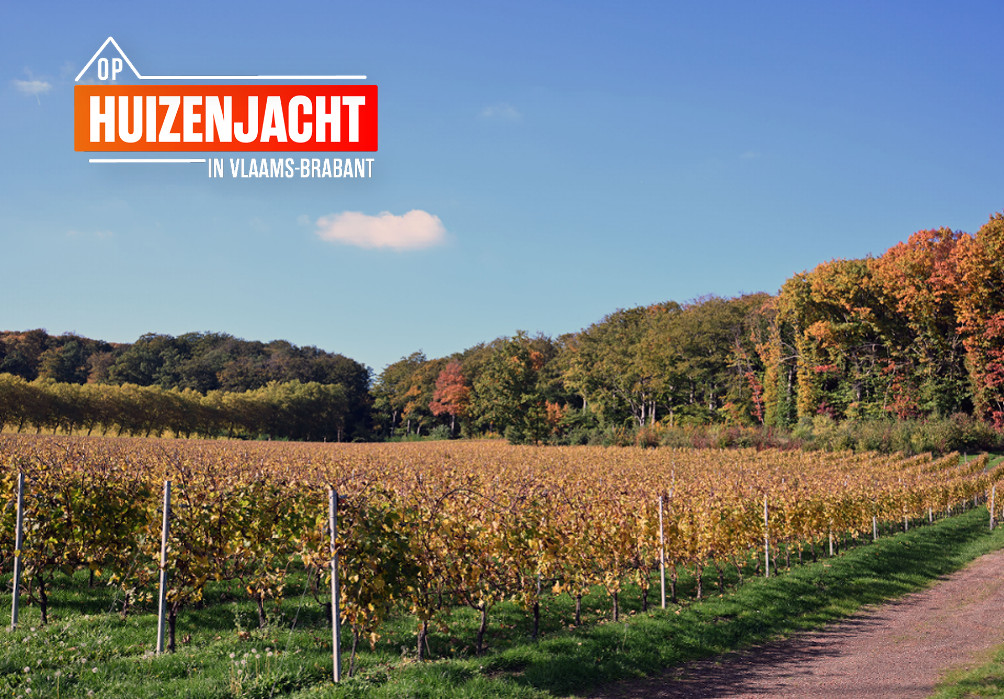 HUIZENJACHT. Linden, de wijngemeente: “In het ‘Beverly Hills’-deel vind ...