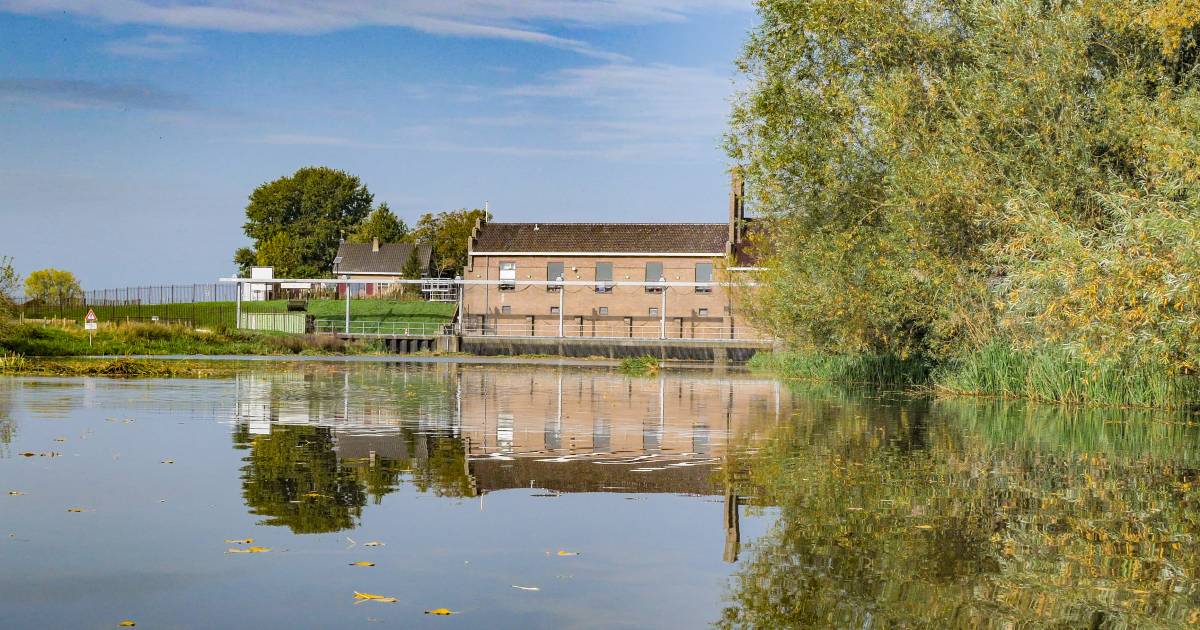 Duizenden jonge bomen moeten weg, en de natuur profiteert daar ook nog ...