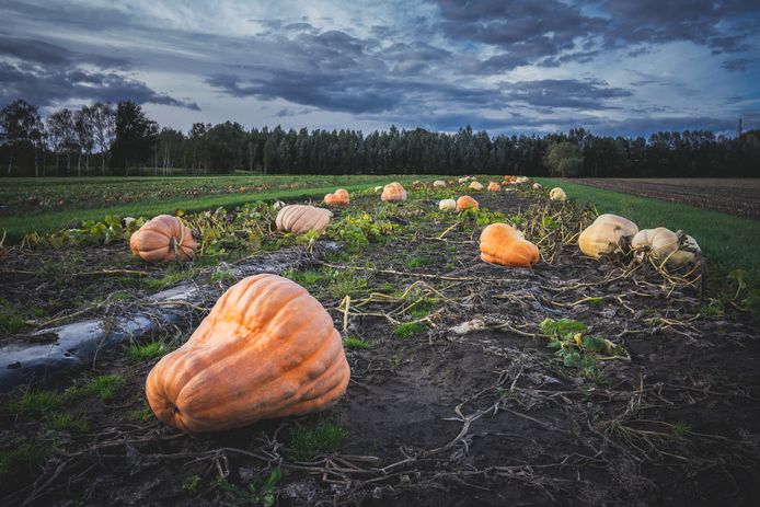 Wat begon als wedstrijdje met buurman leidt tot grootste pompoen van ...