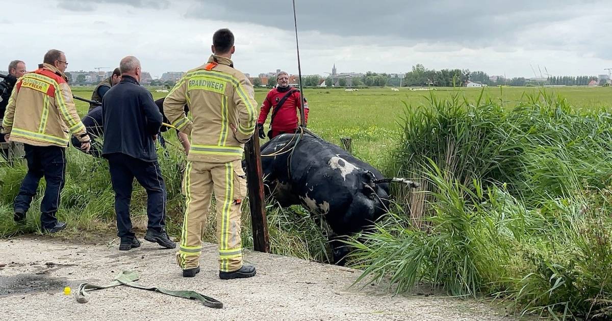 Brandweer redt ontsnapte koe uit gracht | Blankenberge | hln.be
