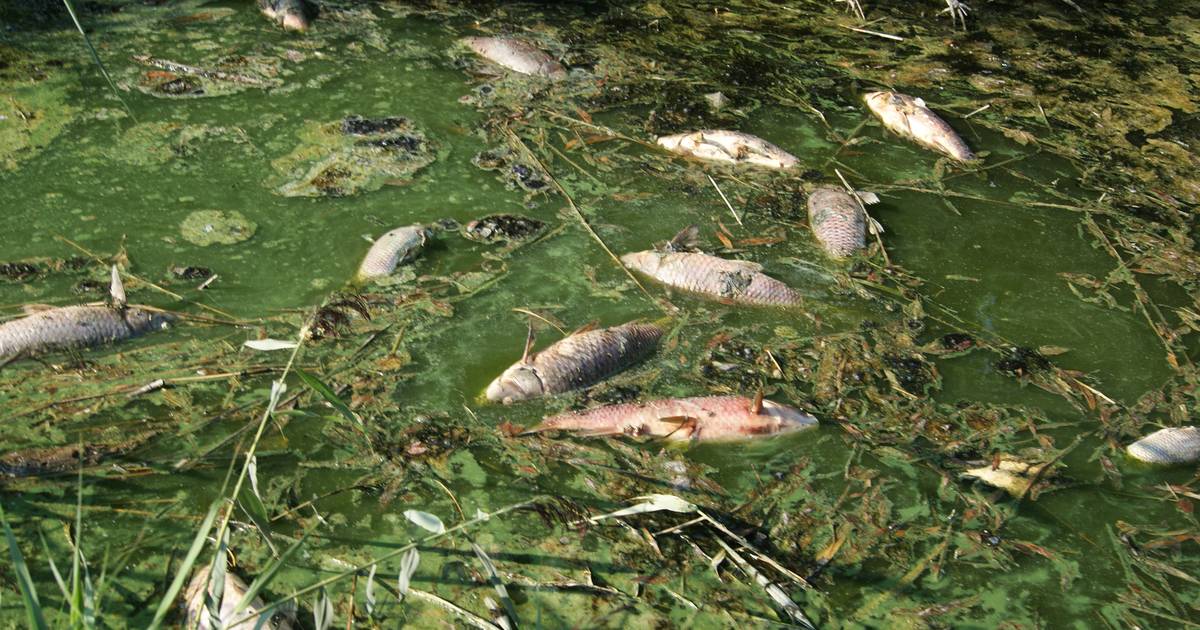 Dode vissen in het water langs de Turfmarkt in Gouda: ‘Zijn er zeker ...