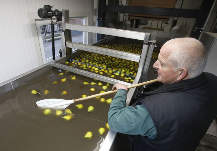 Kerstdrukte in Andelst: daar komen onze feestdagen-stoofpeertjes ...