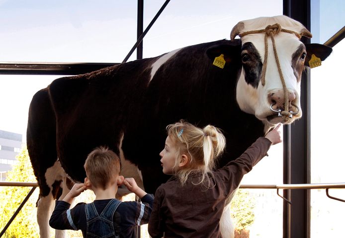 Biotechbedrijf gaat nazaten van wereldberoemde stier Herman (1990-2004 ...
