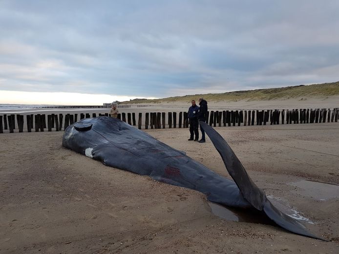 Walvis van 13,5 meter aangespoeld bij Domburg | Zeeuws nieuws | pzc.nl