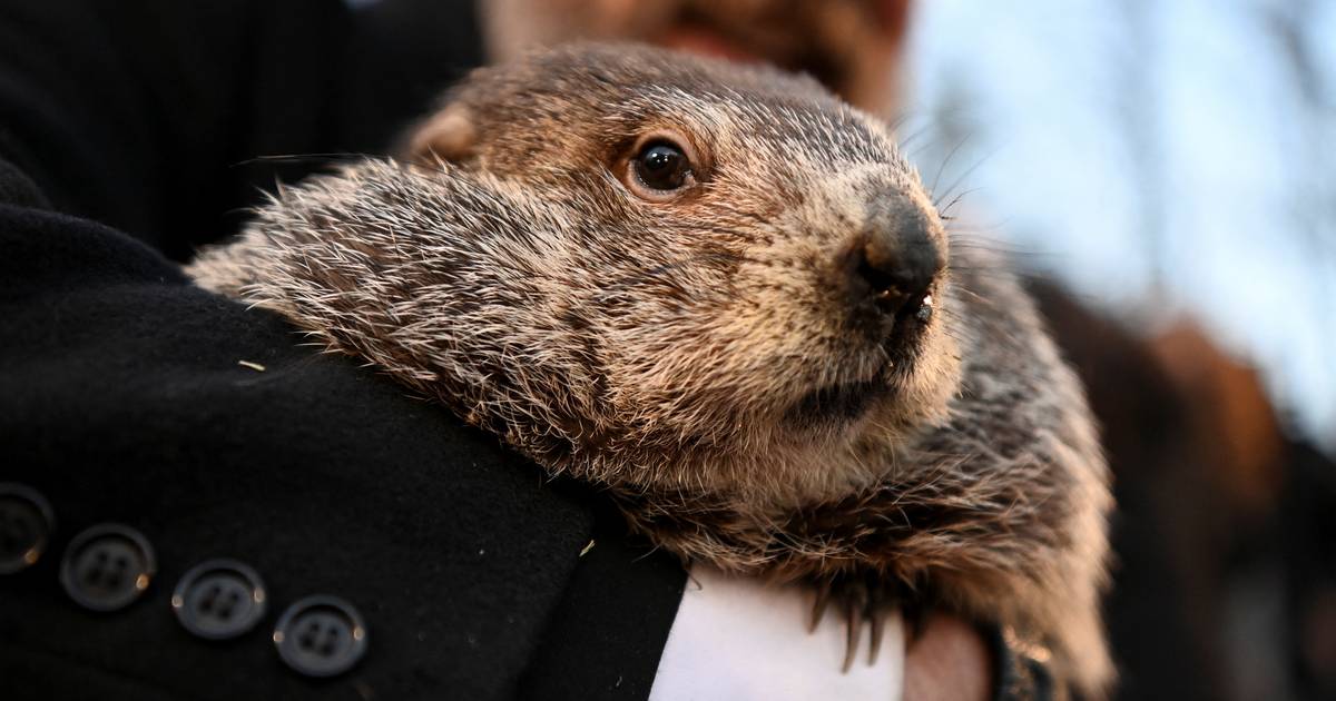 Une marmotte météorologue canadienne est morte avant d'avoir pu prédire ...