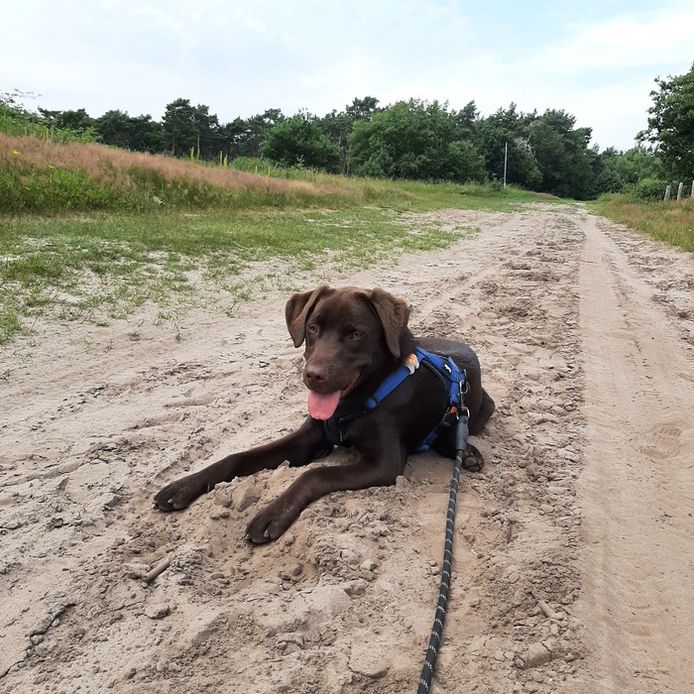 Dexter, Gradje en Checo, deze dieren hebben opvallende namen: ‘Das ...