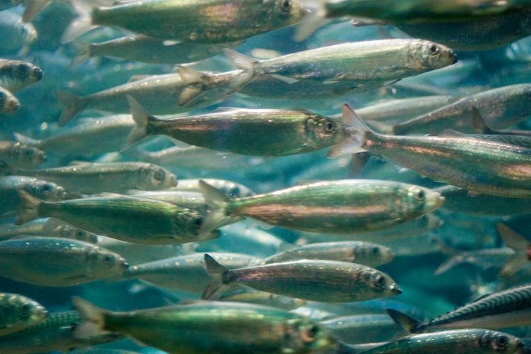 Hoe haringen met elkaar communiceren via flatulentie | De Morgen