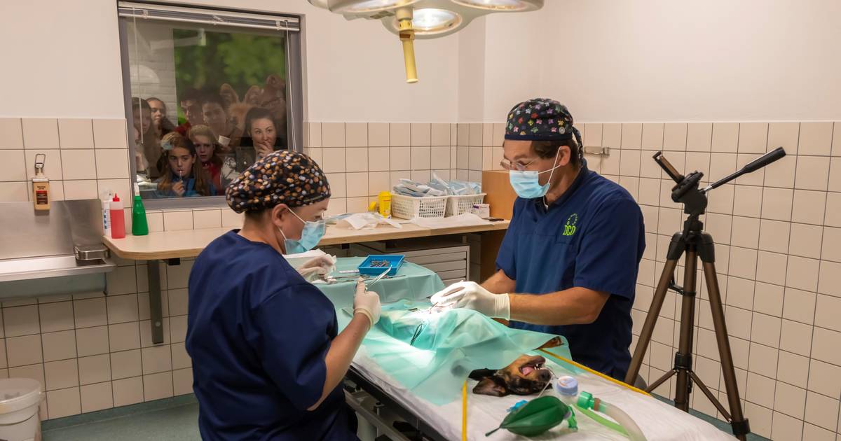 Live operatie bijwonen op open dag bij Diergeneeskundig Centrum ...