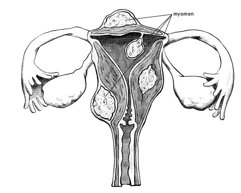 De baarmoeder doet meer dan baby’s dragen: deze gynaecoloog schreef er ...