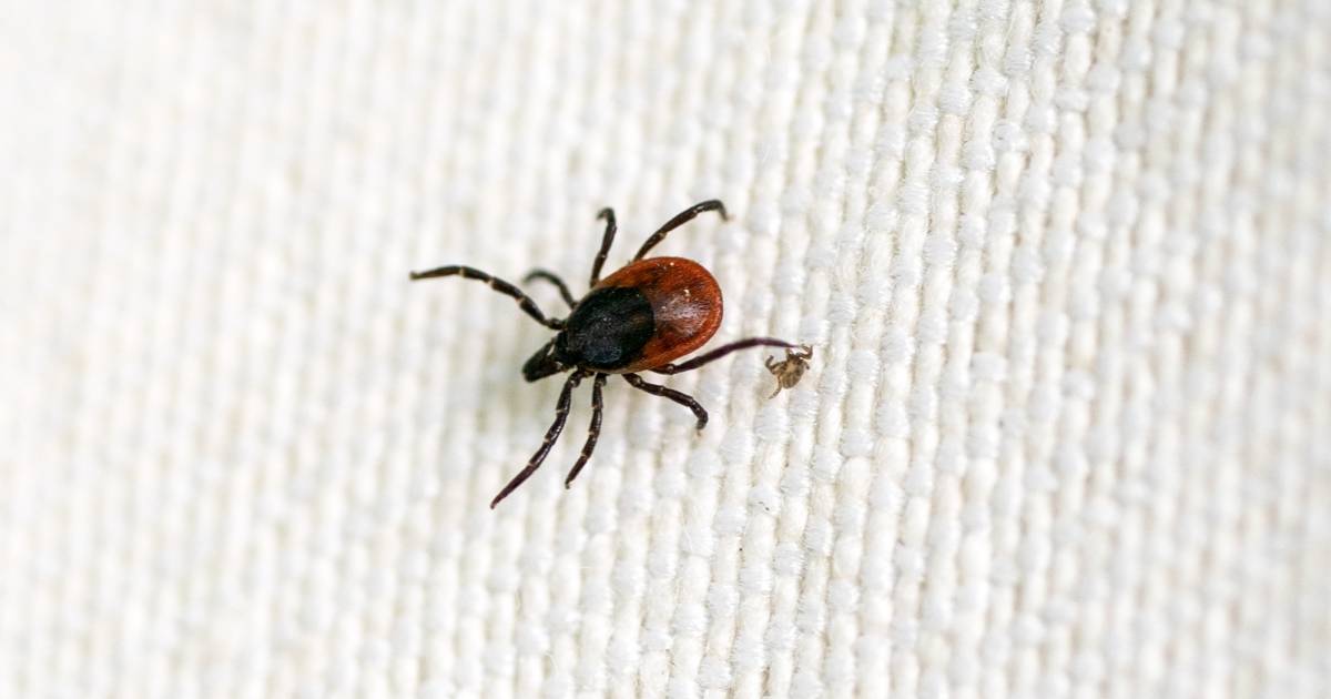 Tekenbeten meest gemeld in gemeente Groningen | Groningen | AD.nl