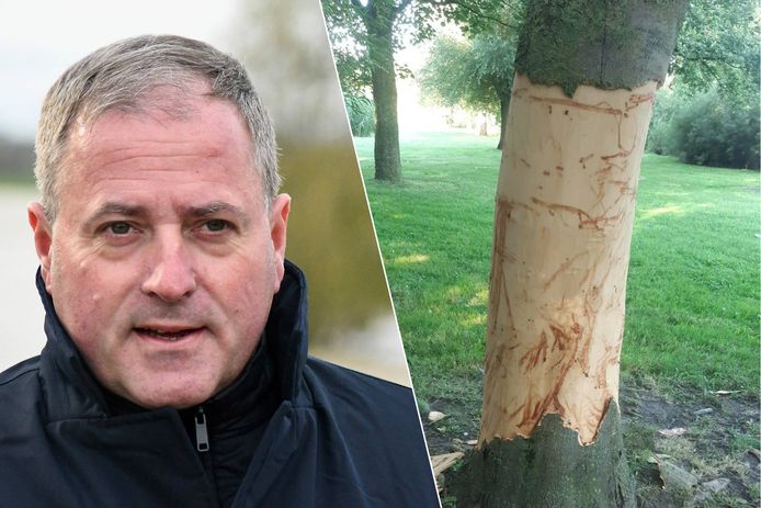 Vandalen ontschorsen boom in stadspark in Poperinge, stad dient klacht ...