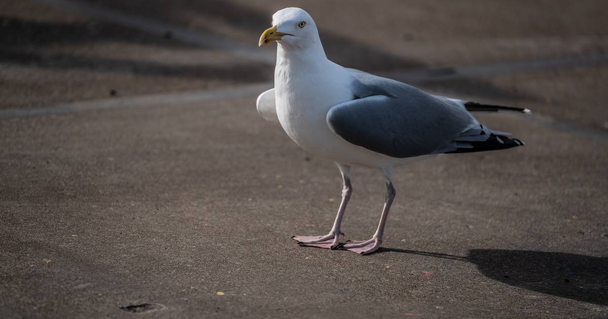 Kan je goed het geluid van een meeuw nabootsen? Schrijf je dan in voor ...