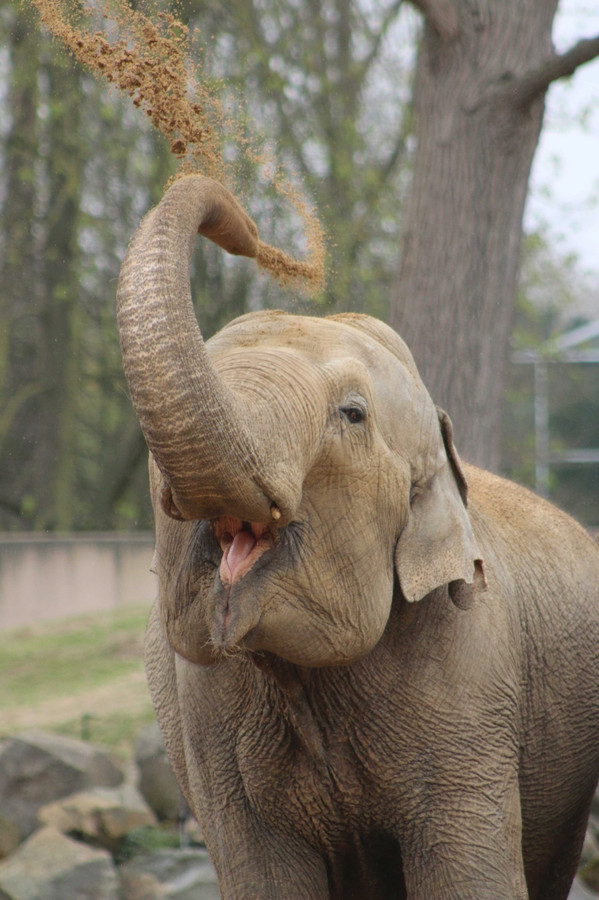 Hoofdverzorger en grootste fan over overleden olifant Yu Yu Yin: “We ...