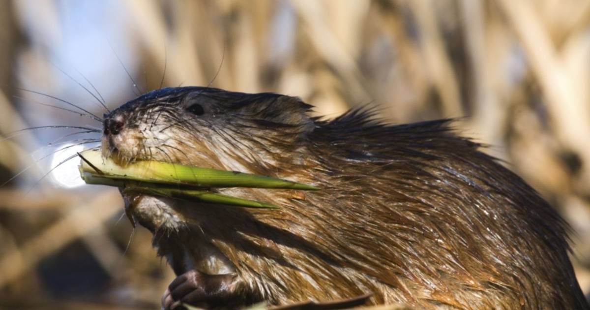 Meer schade aan dijk door muskusrat | Deventer | destentor.nl