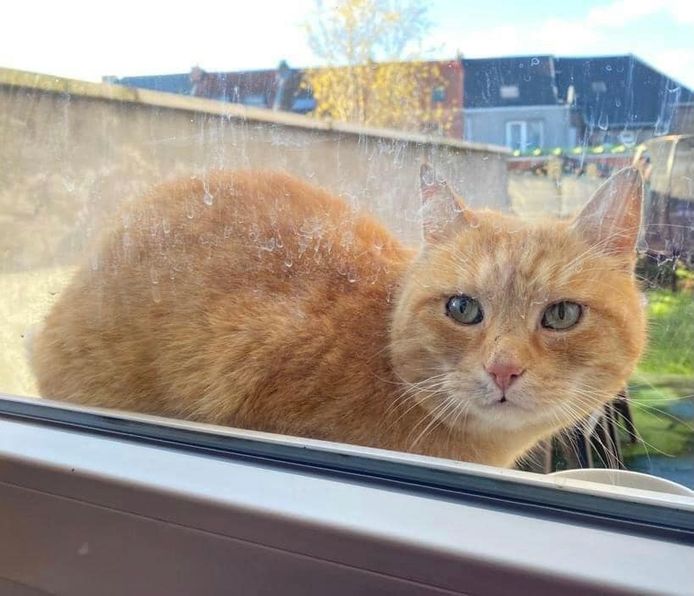 Twee katten met symptomen van vergiftiging naar dierenarts | Vilvoorde ...