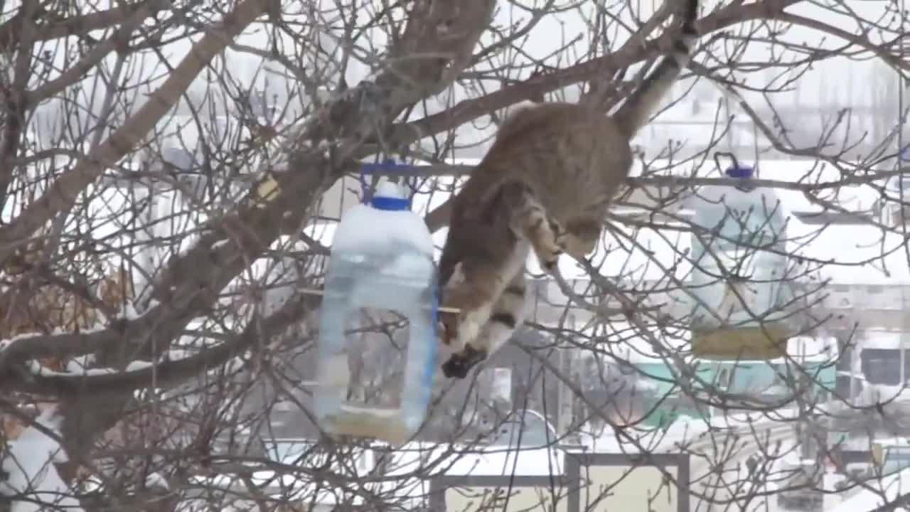 Acrobatische kat haalt echt alles uit de kast om stukje spek uit boom ...