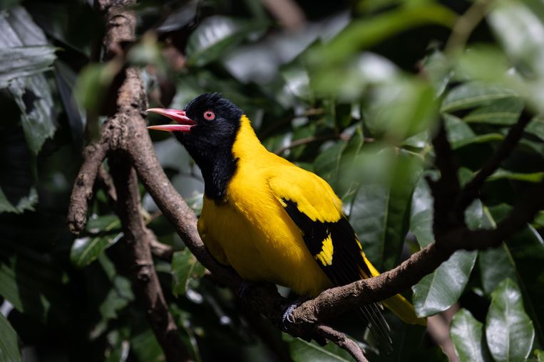 Eeuwenoude theorie van Darwin eindelijk bewezen: hoe dichter bij de ...