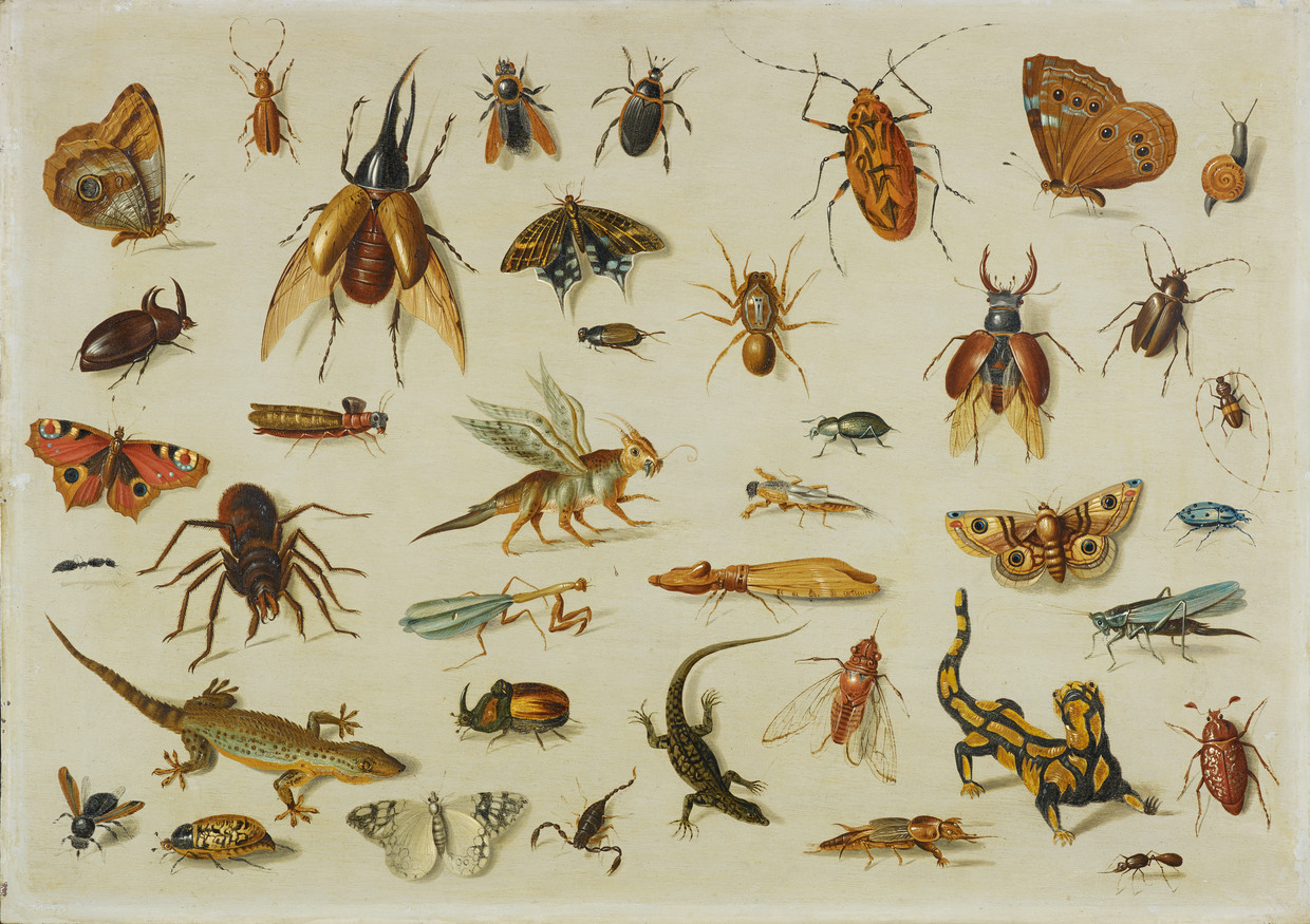 Onderkruipsels in het Rijksmuseum: hoe de insectenwereld vanuit de mest ...