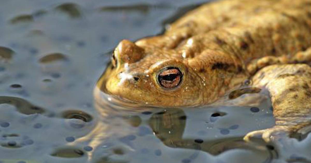 Un crapaud mort dans un paquet d'épinards surgelés | Insolite | 7sur7.be