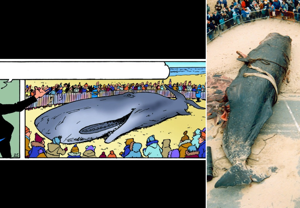 Potvis Valentijn krijgt hoofdrol in nieuw album Jommeke: “Op avontuur ...