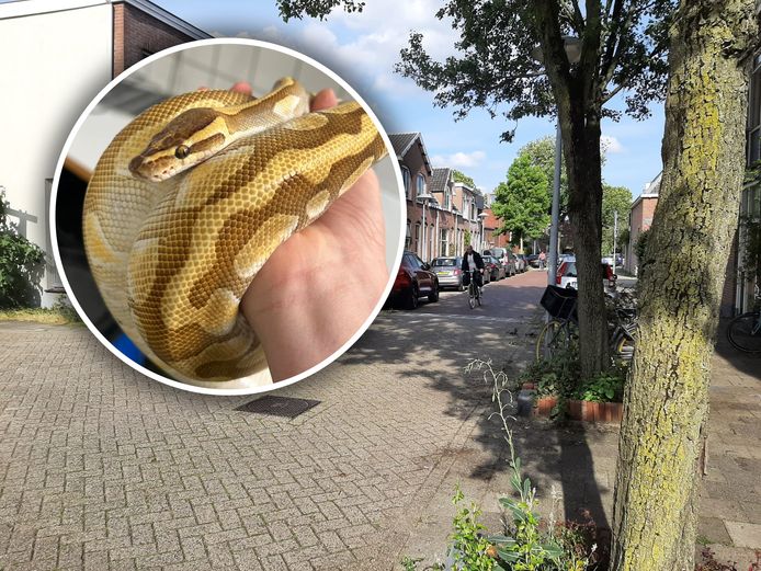 Vrouw krijgt schrik van haar leven als ze iets geels ziet kronkelen in ...