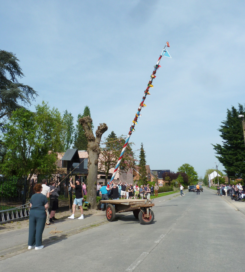 Gilde van het Heilig Kruis plant meiboom | Foto | hln.be