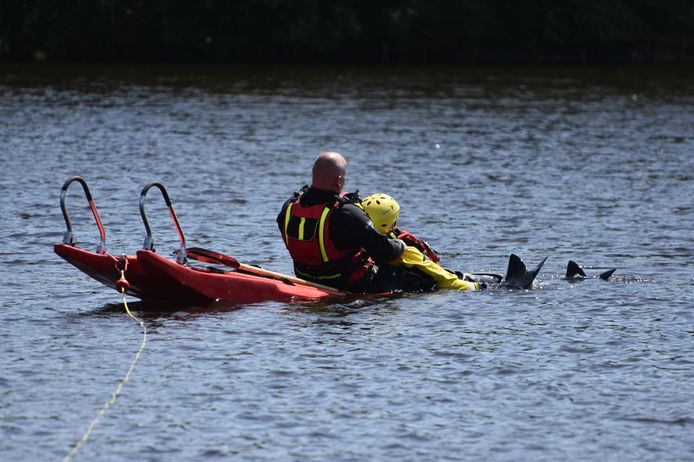 Man duikt achter hond riet in, maar verdwaalt zelf: debuut speciaal ...