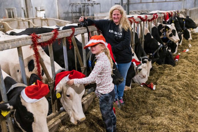 Zestig koeien als ‘mooie dames’ met kerstmuts op de foto; ‘fijne ...
