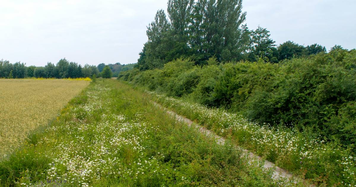 Te veel velden vol raaigras en mais, daarom kun je in Tubbergen nu een ...