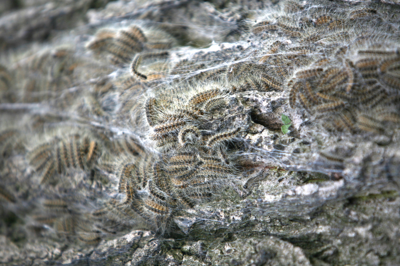 Daar is de processierups! Pelt start met verdelging | Foto | hln.be