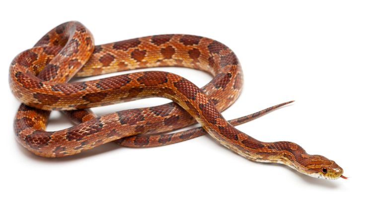 Slangen achtergelaten in 'gratis meenemen' bak bij school | Het Parool