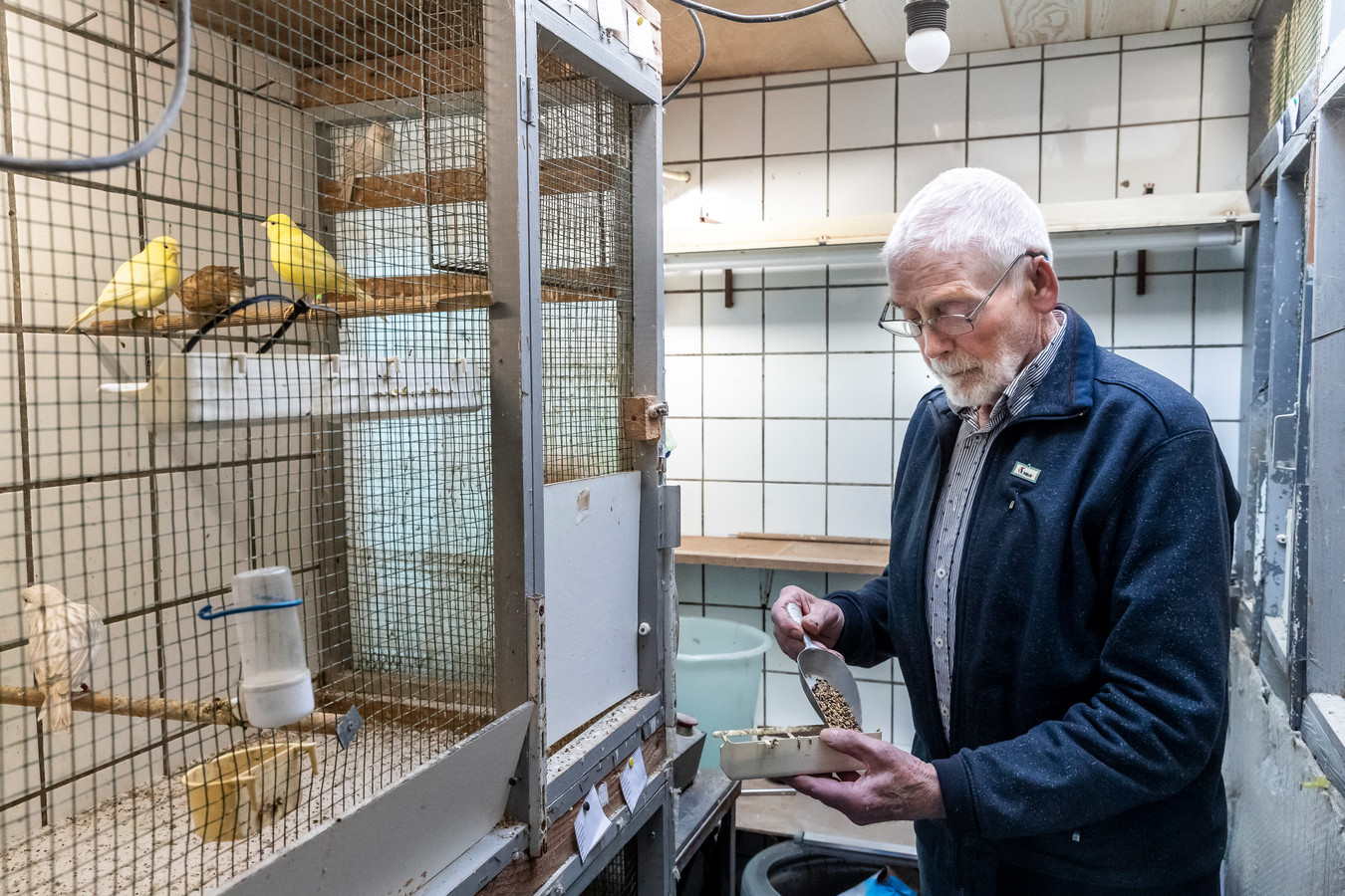 Vogels kweken brengt nieuw leven en dat trekt Wim Peters meer dan ...