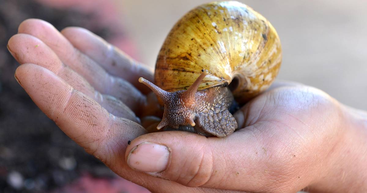 L'un des escargots les plus nuisibles au monde repéré en Floride ...