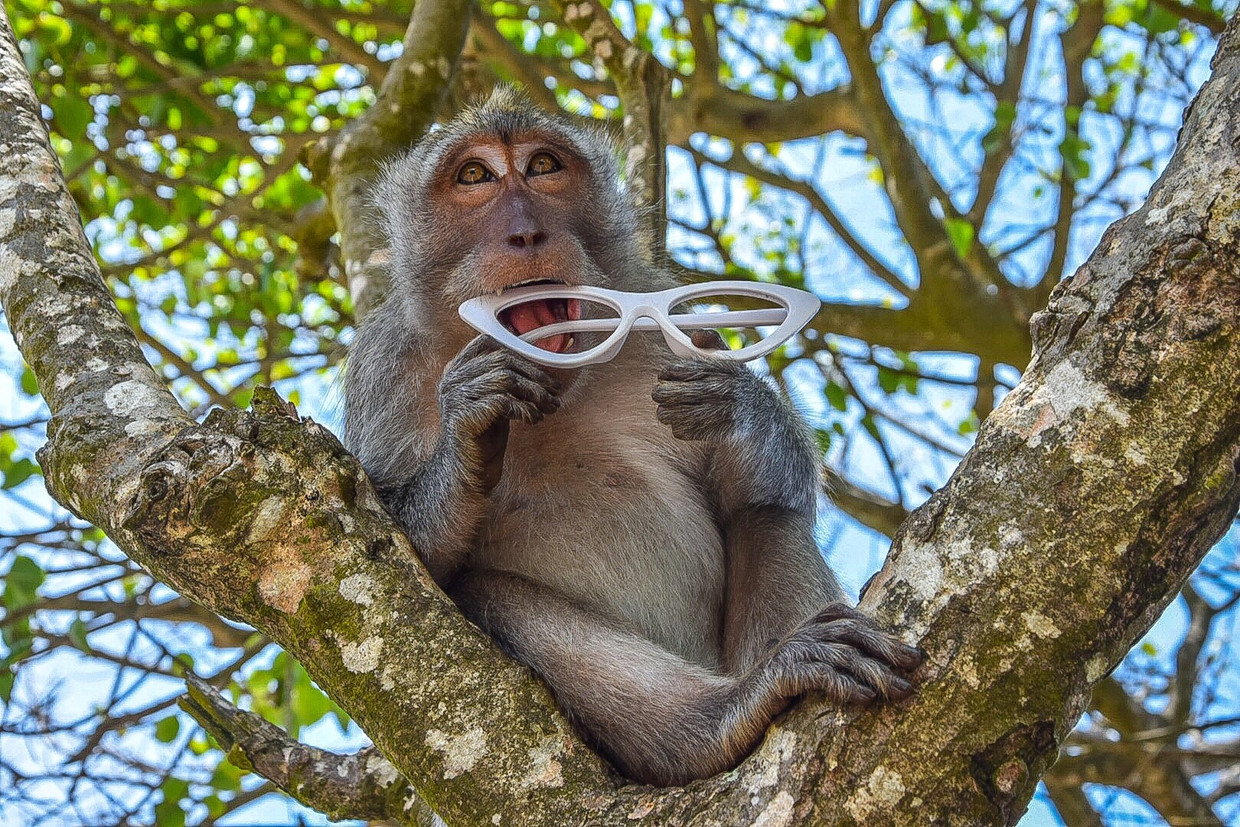 Java-apen bestelen toeristen en geven de buit pas terug na betaling van ...