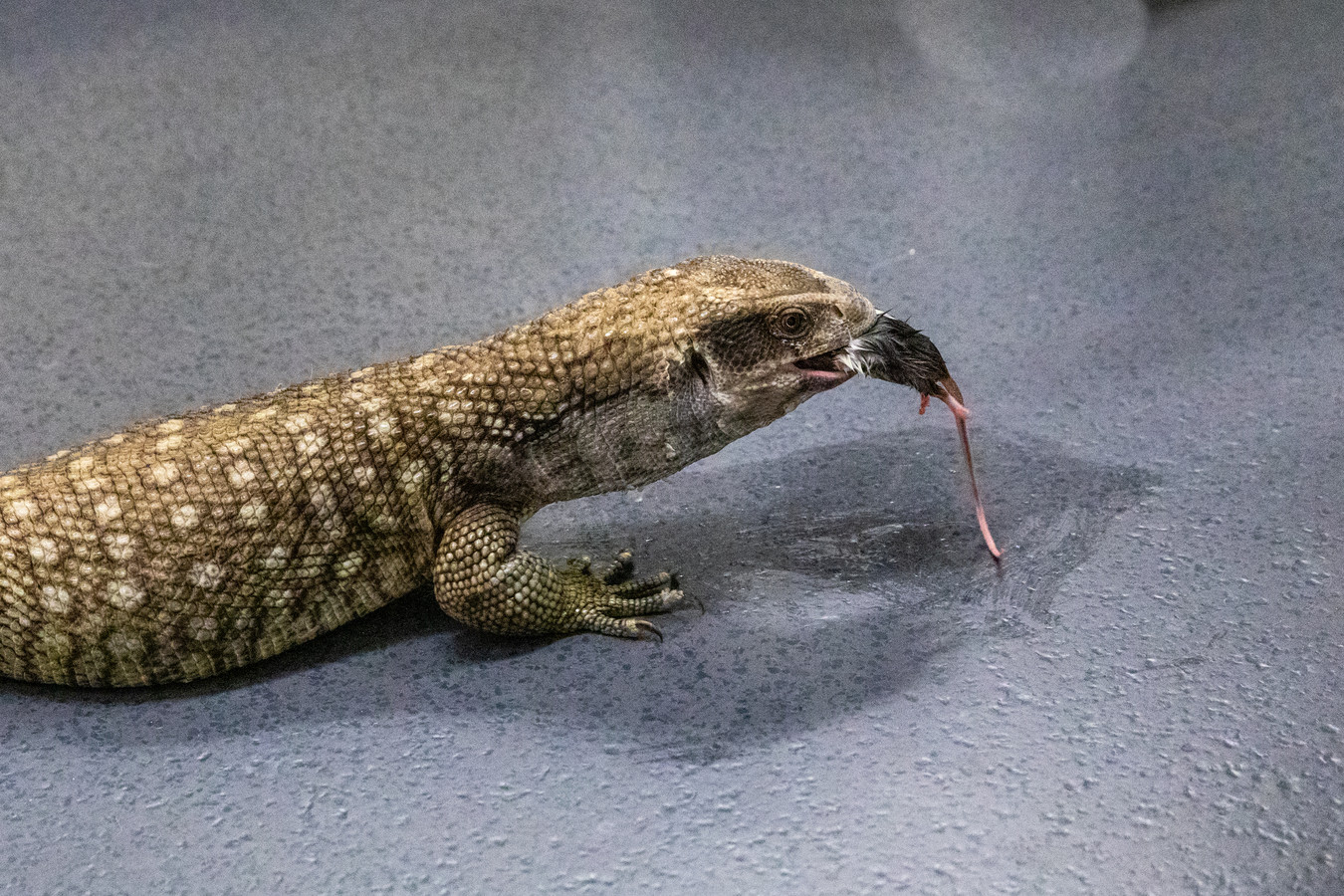 Eigenaar van Steppevaraan wilde dier dan toch dumpen: "Jammer dit te ...