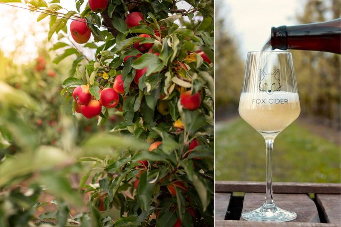 Cider is in opmars: 6 interessante weetjes over de populaire appelwijn ...