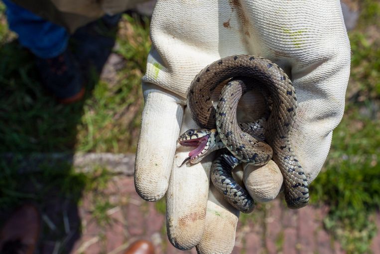 Amsterdam is een stad vol slangen, in de zomer zijn het er zelfs duizenden