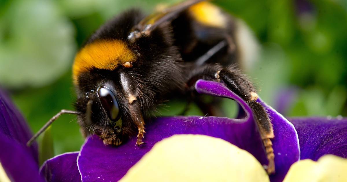 Kwart van alle hommelsoorten met uitsterven bedreigd | Dieren | hln.be