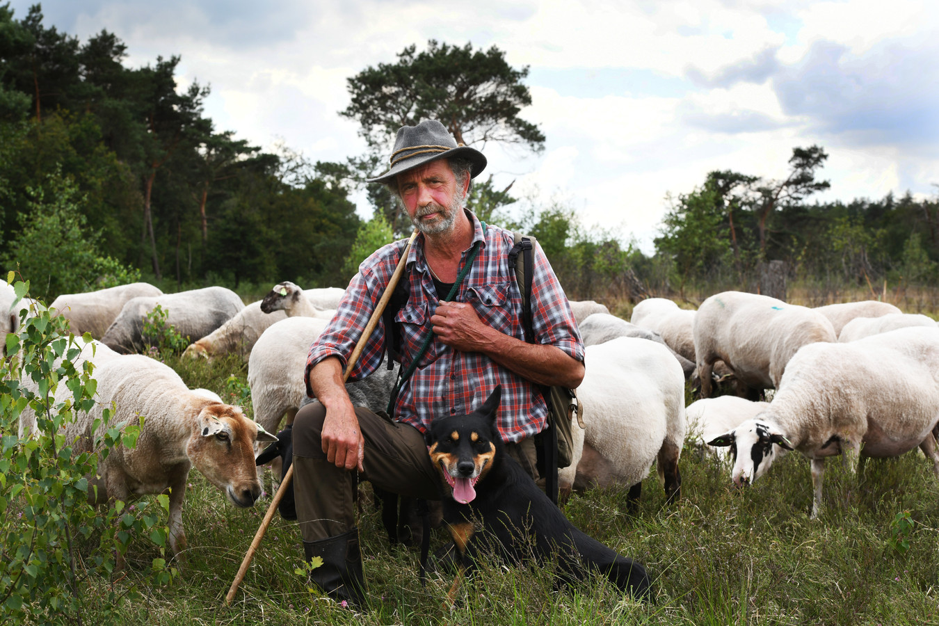 Schaapherder Jan ‘bedankt’ wolf (en medestanders) na dood schaap: ‘Dit ...