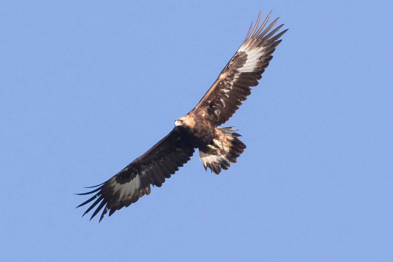 Zeldzame steenarend gespot in Kloosterhaar: ‘Mensen raakten lichtelijk ...