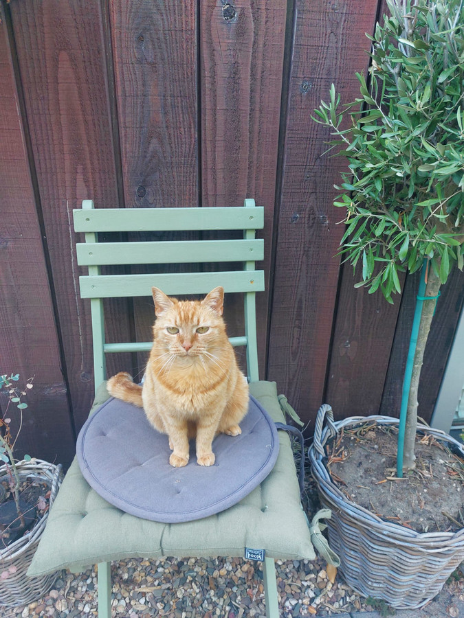 Dit zijn jullie inzendingen van de leukste katten op Wereldkattendag 2023 | Foto | AD.nl