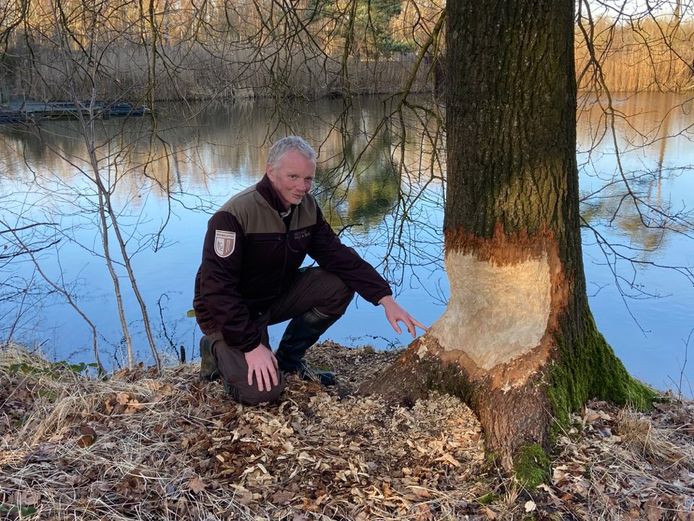 Bever duikt voor het eerst op in kleiputtendomein: “Vermoedelijk via kanaal Dessel-Schoten hier ...