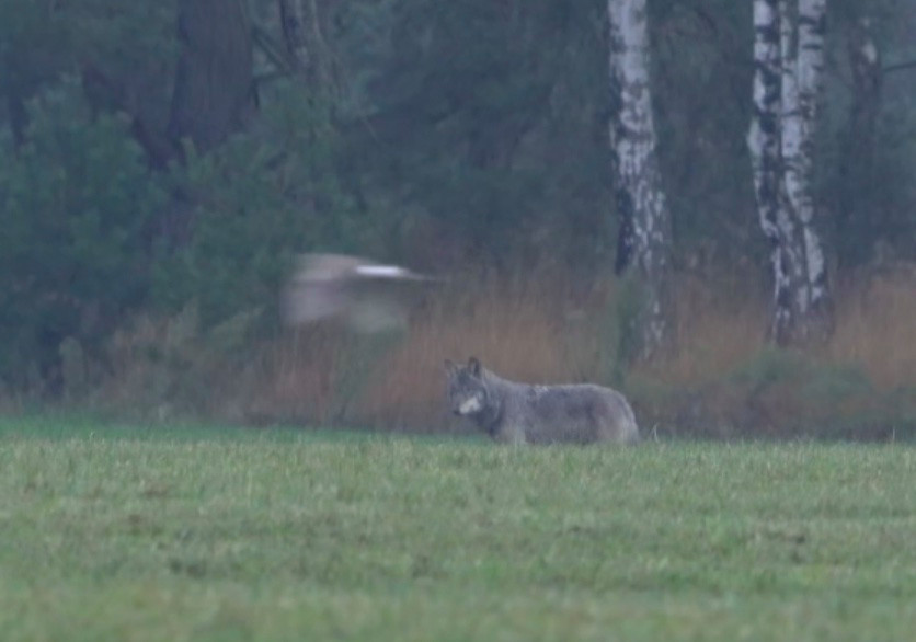 UNIEKE BEELDEN. Bioloog filmt speelse wolf die op muizen jaagt: “Blij ...