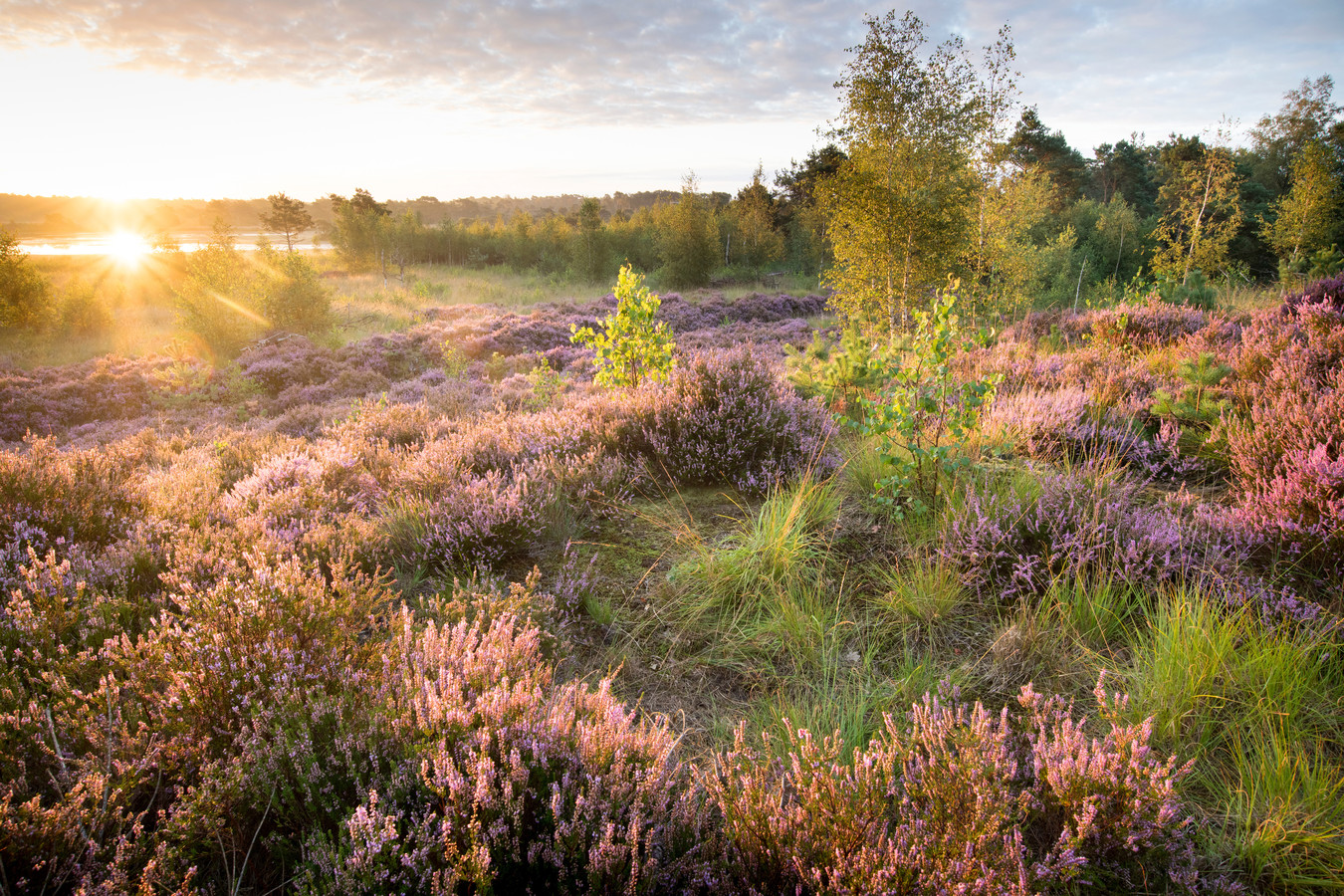 Door het duinenlandschap, langs heerlijk geurende dennenbossen: ontdek ...