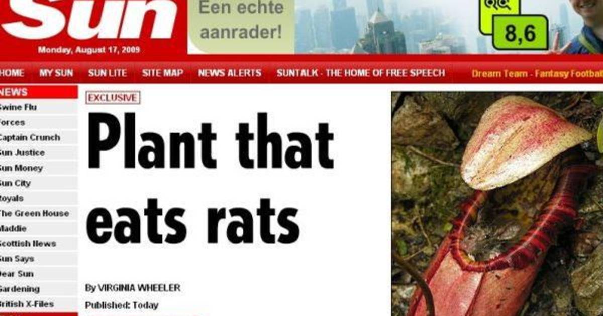 Grootste vleesetende plant ter wereld eet hele ratten | Milieu | hln.be