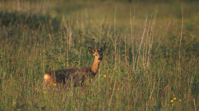 Jagers waarschuwen: bij begin zomertijd veel meer aanrijdingen met ...