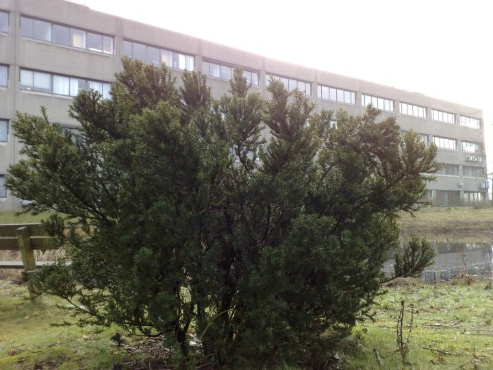 Struiken verplant in arboretum | Foto | gelderlander.nl