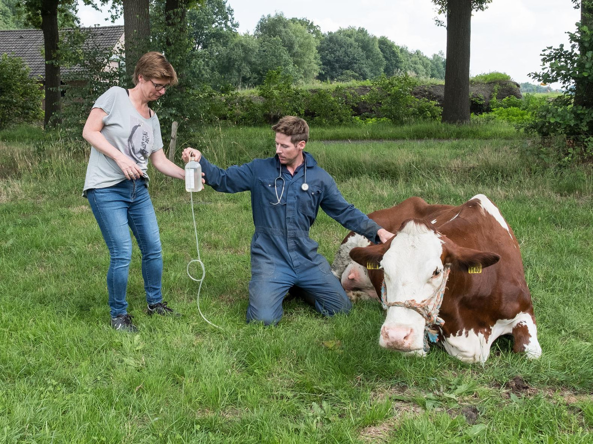 Hoe romantisch is het vak van veearts? | Foto | AD.nl